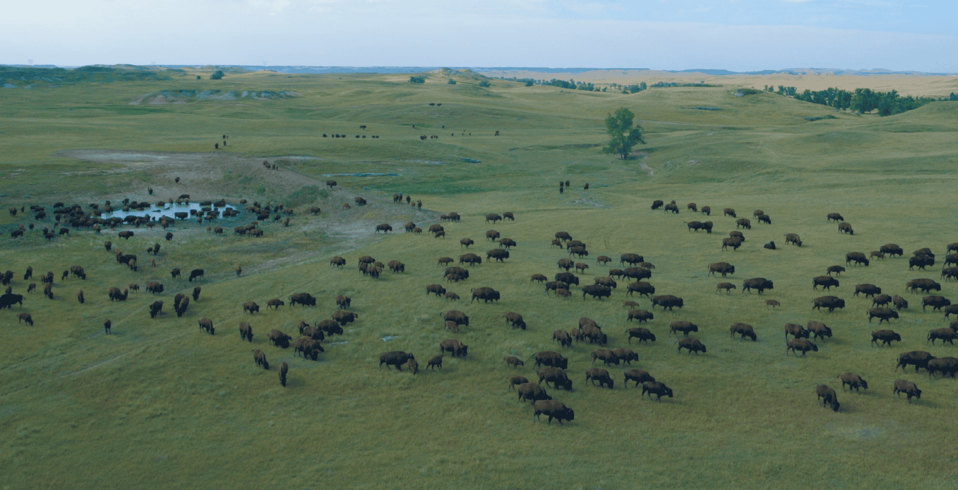 2025 Spotlight - National Canadian Film Day